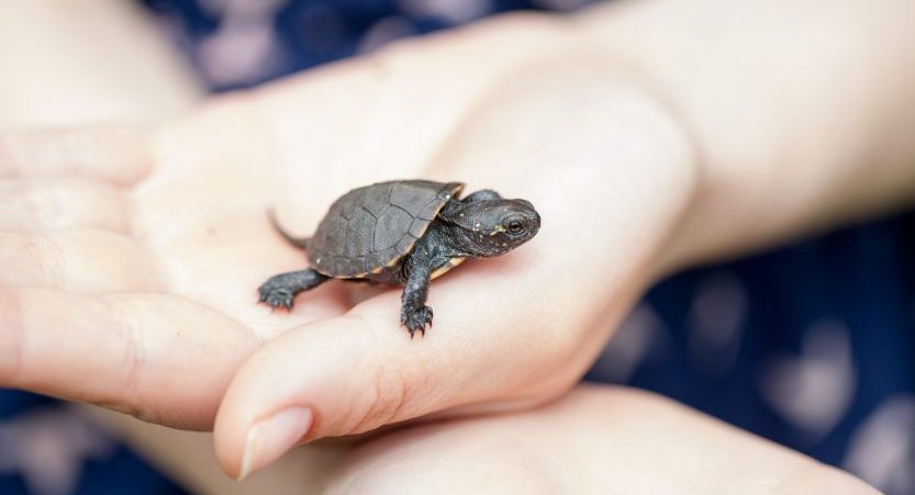 What Is The Best Small Turtle For A Pet Tiny Turtle Pets TurtlePets
