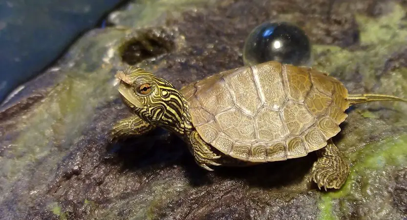 Do Turtles Change Colors Detailed Guide With Pictures TurtlePets