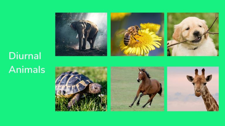Are Turtles Nocturnal Or Diurnal? [With Pictures] | TurtlePets