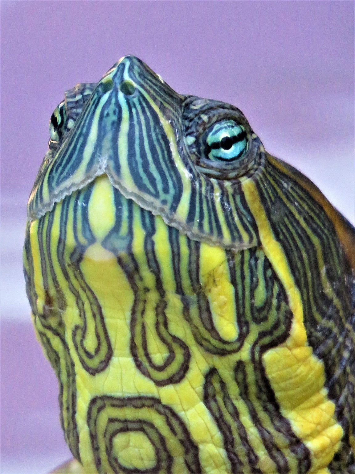 Do Turtles and Tortoises Have Teeth? All You Need To Know! | TurtlePets