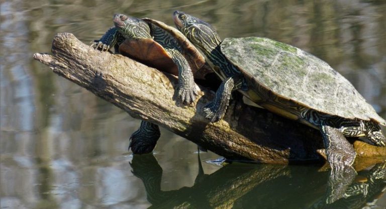 How Do Turtles Mate? How Do I Know That My Turtle Is Mating? | TurtlePets