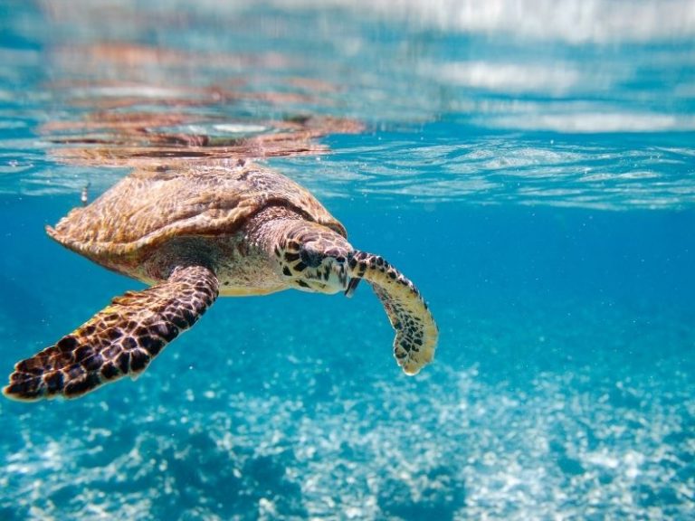 Can Turtles Live Without Their Shells? | TurtlePets