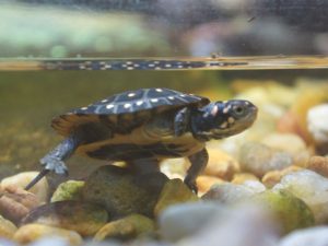 Best Pet Turtles For Beginners [5 TOP Types of Turtles] | TurtlePets
